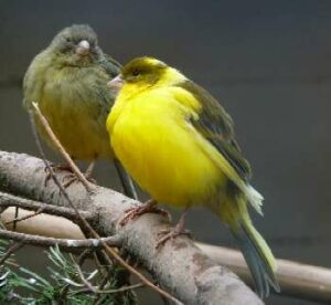 O país do canarinho - Invivo