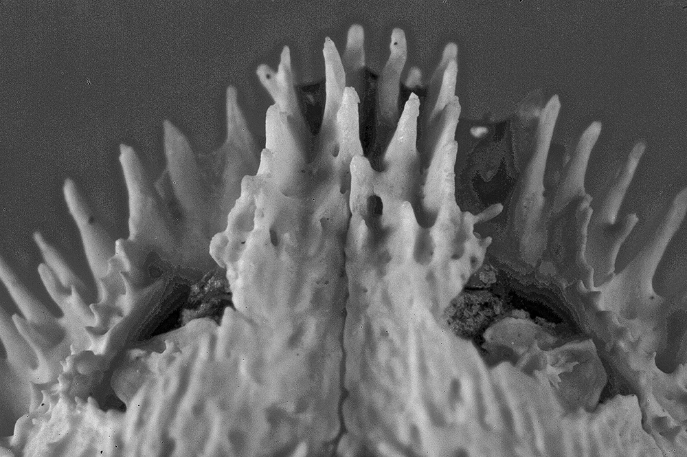 Anfíbios venenosos e ‘bons de briga’ - Invivo