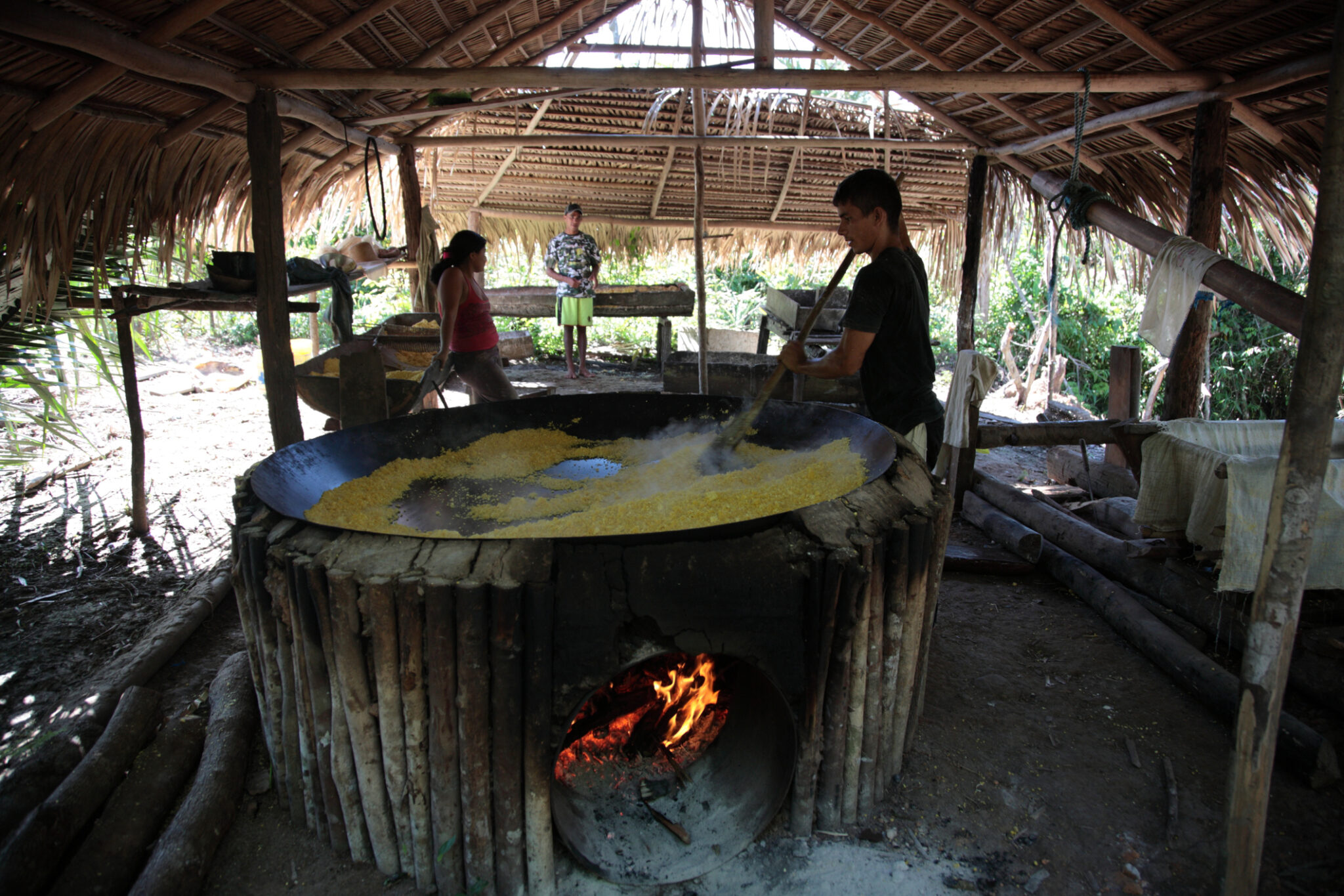 Mandioca: uma herança dos povos originários - Invivo