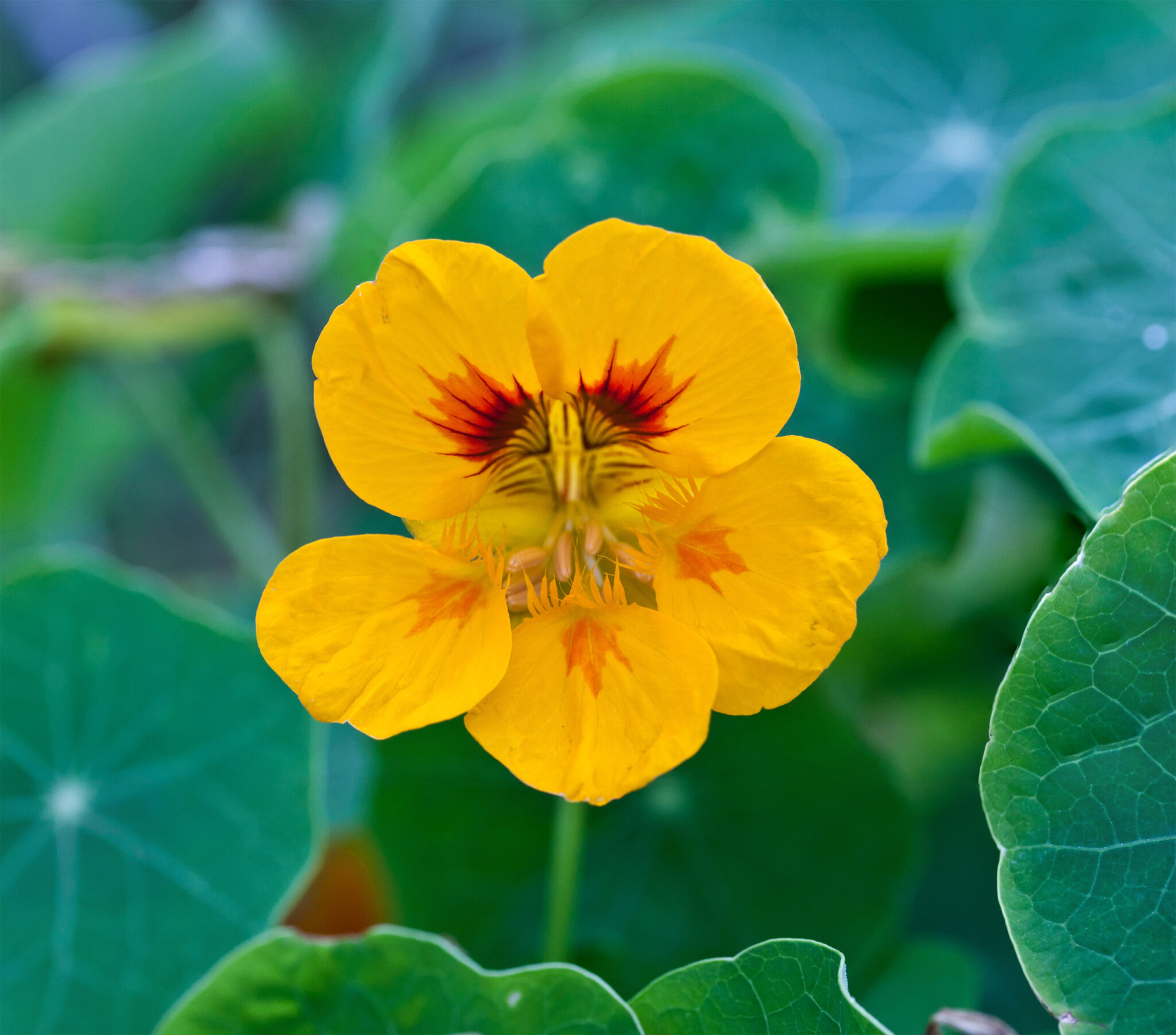 PANCs: conheça as Plantas Alimentícias Não Convencionais - Invivo