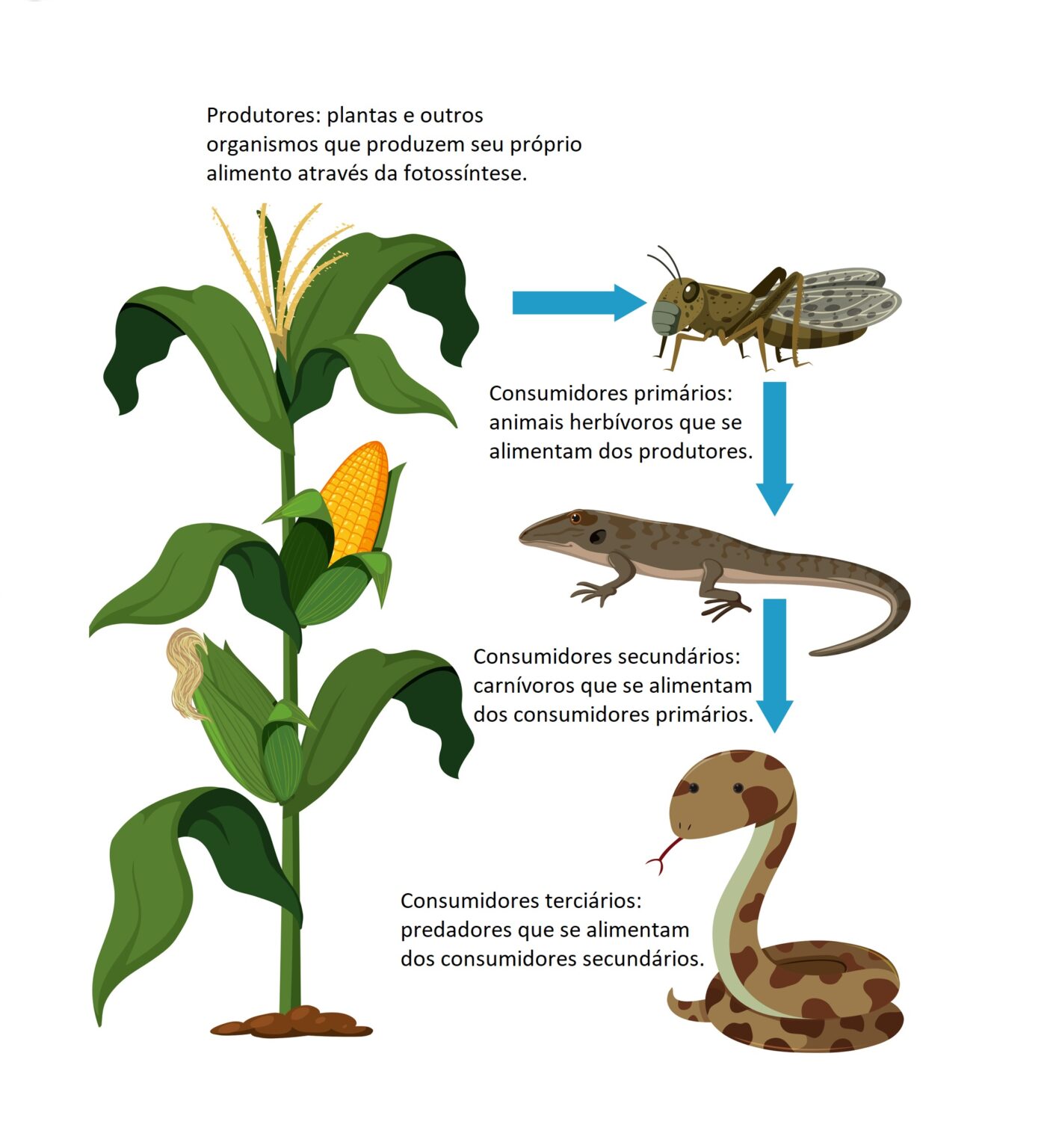 Cinco razões que tornam as plantas fundamentais para a vida na Terra ...