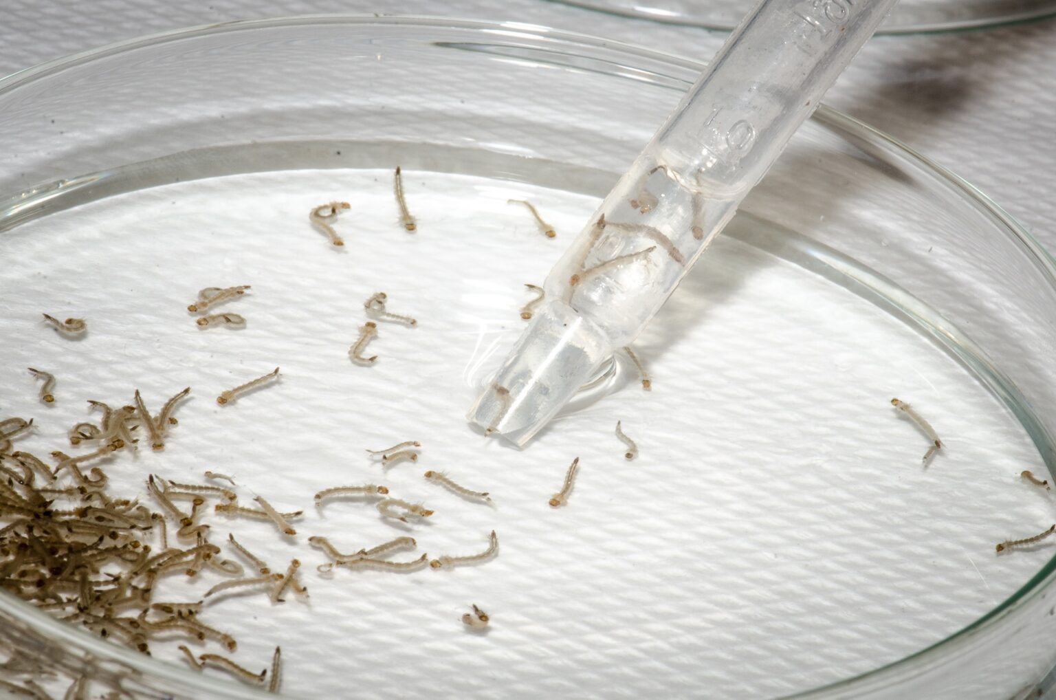Wolbachia: um mosquito para controlar a dengue? - Invivo