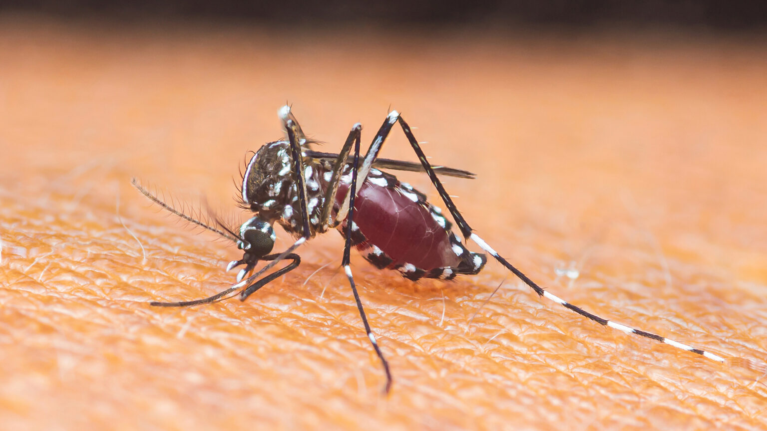 Wolbachia: um mosquito para controlar a dengue? - Invivo